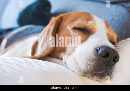 Beagle dog tired sleeps on a cozy sofa, couch, blanket Stock Photo - Alamy
