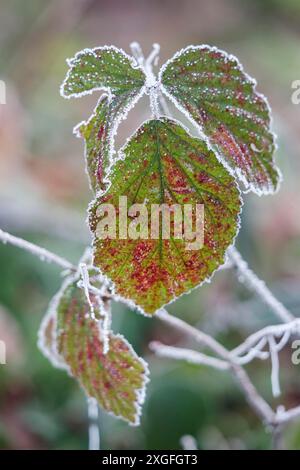 Close up of some Blackberry leaves covered with hoar frost Stock Photo ...