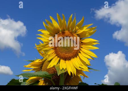 Sunflower blossom viewed from below against blue sky Stock Photo - Alamy