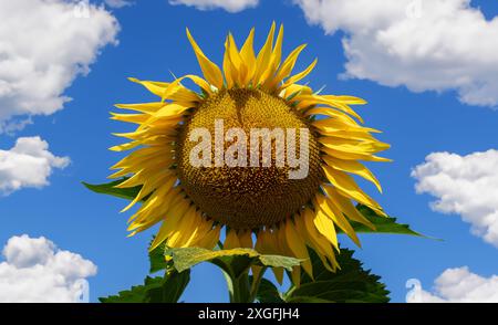 Sunflower blossom viewed from below against blue sky Stock Photo - Alamy