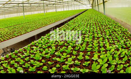 Growing Plants Cultivation, Dutch Greenhose, Holland, Netherlands ...