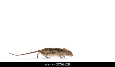 Striped grass mouse, running side ways. Isolated on a white background ...