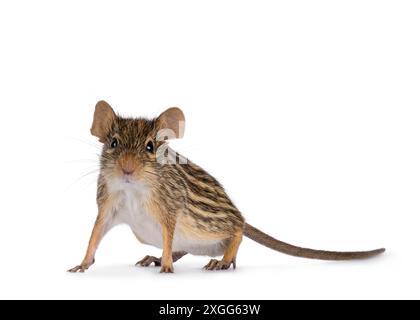 Striped grass mouse standing curious diagonal high on legs. Looking ...