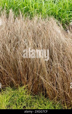 Hardy Leatherleaf Sedge Carex buchananii "Red Rooster" Growing, Border ...