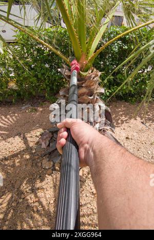 Pruning palm tree with extendable pole handsaw. Pruning in height ...