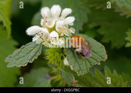 Carder Bumblebee feeding from White Dead Nettles. County Durham ...