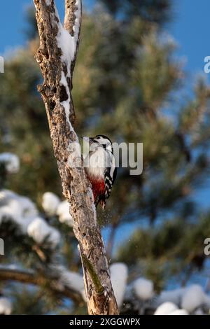 A woodpecker on a tree on a sunny day Stock Photo - Alamy