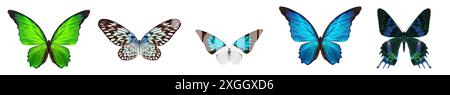 Vibrant exotic butterflies with diverse wing patterns and colors are ...