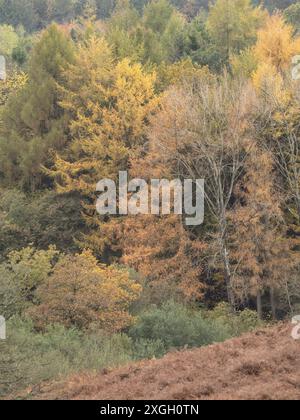 South Shropshire landscapes and woodland viewed from Hopesay Common ...