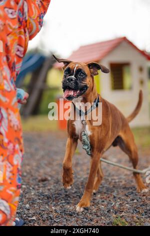 Adorable Boxer Dog playing with her owner in snow Stock Photo - Alamy
