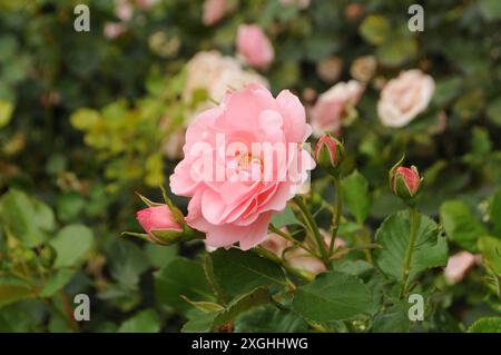 Copenhagen/ Denmark/09 July 2024/Pink rose flwoers tiny garden in ...
