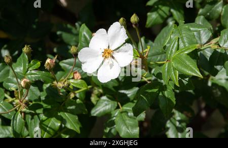 evergreen rose (Rosa sempervirens), flowers, Montenegro, Skadarsee ...