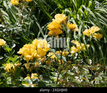 Rosa Yellow Fleurette ('Interwell' Stock Photo - Alamy