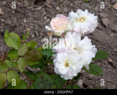 Floribunda pink rose (Charles Aznavour Stock Photo - Alamy