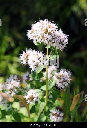 Oregano, wild marjoram, Origan, Origanum vulgare, szurokfű, Hungary ...
