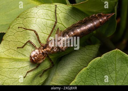 Emperor dragonfly (Anax imperator) female's empty exuvia exoskeleton ...