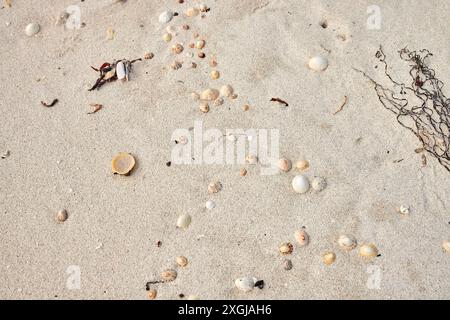 Groups of abandoned sea shells on Rhu beach. Arisaig, Scotland Stock ...
