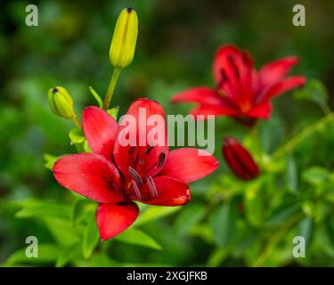 Green background with red petals for wallpaper Stock Photo - Alamy