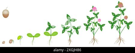 Life cycle of a clover plant on a white background Stock Vector Image ...