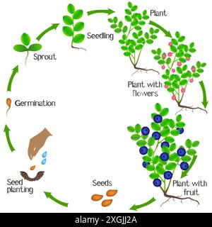 Cycle of growth of a blueberry plant on a white background Stock Vector ...