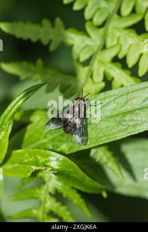 Resting Splayed Deerfly (Chrysops caecutiens) in Richmond Park, Surrey ...