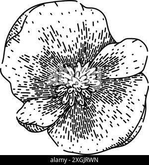 rose begonia sketch hand drawn vector Stock Vector Image & Art - Alamy
