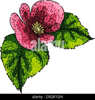 plant begonia sketch hand drawn vector Stock Vector Image & Art - Alamy