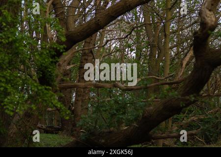 dense forest with branched out tree Stock Photo - Alamy