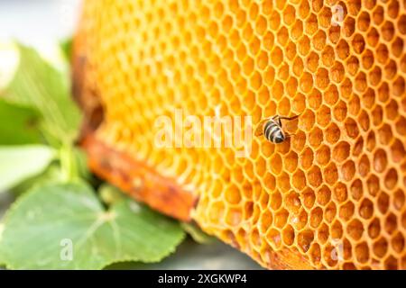 bee expertly navigates the honeycomb, collecting nectar from vibrant ...