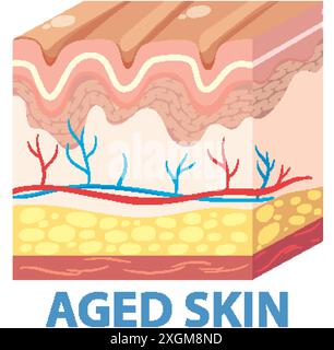 Skin aging process anatomy of layers during decrease of collagen level ...