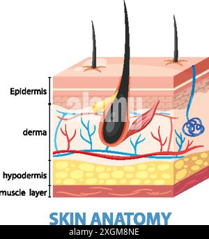 Structure of the Sebaceous gland. Anatomy and Physiology. sebocytes ...