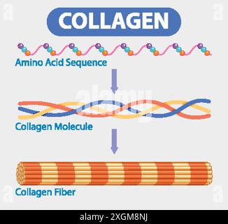 Illustration of collagen sequence, molecule, and fiber Stock Vector ...