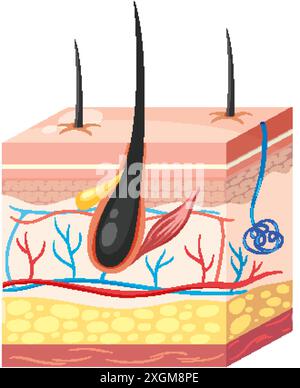 Structure of the Sebaceous gland. Anatomy and Physiology. sebocytes ...
