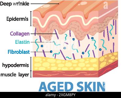 Skin aging process anatomy of layers during decrease of collagen level ...
