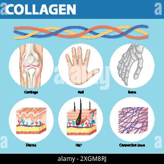 Illustration of collagen in various body parts Stock Vector Image & Art ...