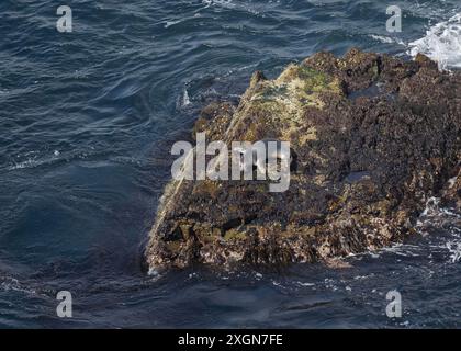Common seal on rocks below Sumburgh Head RSPB Reserve, Shetland Stock ...
