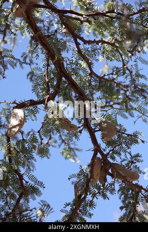 Fruits of the camel thorn tree, Acacia erioloba, Namibia Stock Photo ...