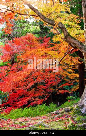 Maple leaves turn orange and red along the ancient Huaihe River in Huai ...