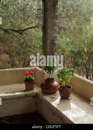 Cozy Italian Veranda with three plotted plants and olive tree garden on ...