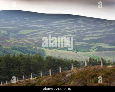 Environmental damage caused by muir burn by the grouse shooting ...