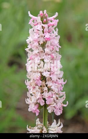 Pale pink Stachys Betonica officinalis, pink betony ‘Rosea’ in flower ...