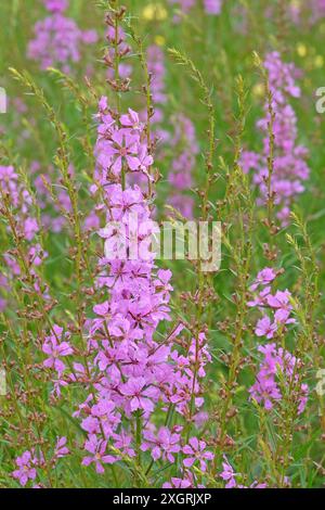 Purple Lythrum virgatum, wand loosestrife ‘Happyness’ in flower Stock ...