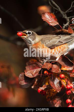 American robin foraging in autumn crabapple tree Stock Photo - Alamy