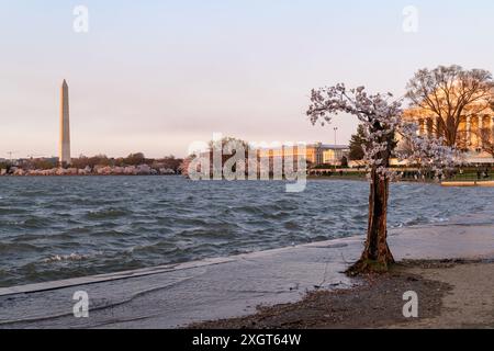 Stumpy, the beloved cherry blossom tree at the tidal basin. The tree ...
