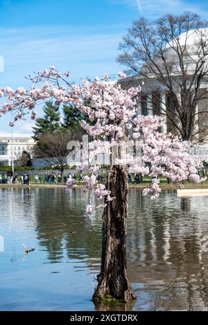 Stumpy, the beloved tree on the Tidal Basin, in its 2024 final full ...