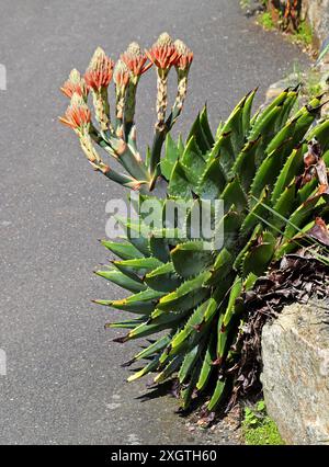 Aloe polyphylla, Spiral Aloe Stock Photo - Alamy