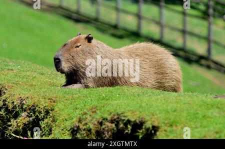 A capybara at Dartmoor Zoo Park in Devon Stock Photo - Alamy