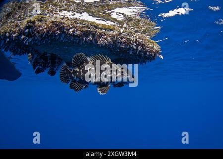 Atlantic wreckfish under the garbage. Wrackbarsch fish are hiding under ...