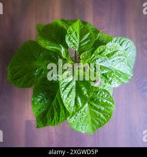 Sprout of Habanero Chili Pepper Plant Grown from Seed. Pepper Sprout ...