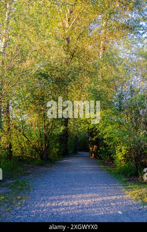 Matsqui Trail along the Fraser River bank near Mission Bridge, Fraser ...